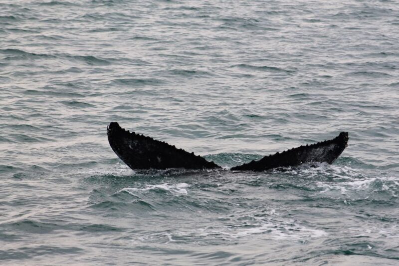 Húsavík: Family-Run and Guided Whale Watching Tour - FAQ