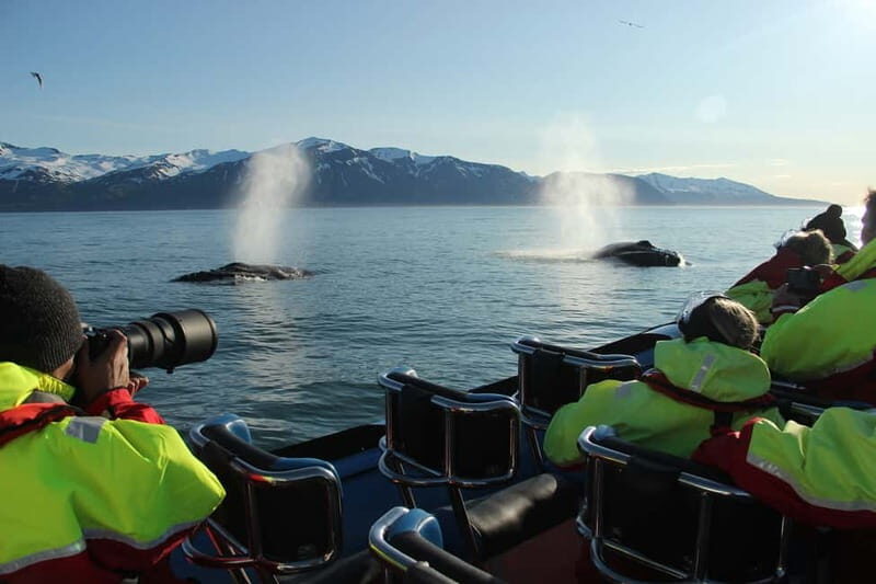 Húsavík: Original Big Whale Safari & Puffins by Speedboat - Key Points