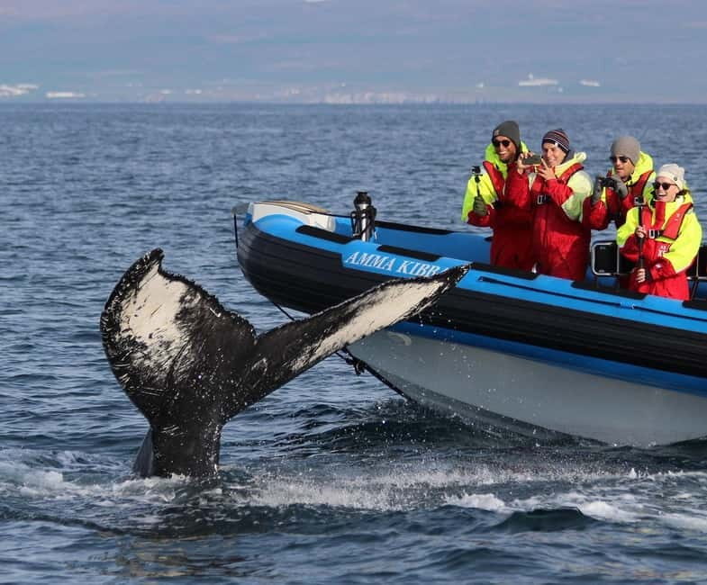 Húsavík: Original Big Whale Safari & Puffins by Speedboat - Why Choose the Húsavík Speedboat Experience?