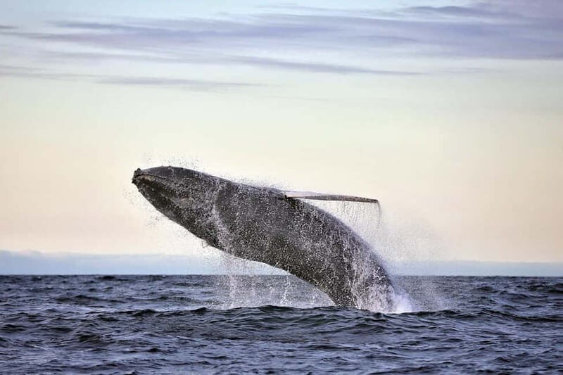 Húsavík: Original Big Whale Safari & Puffins by Speedboat - What to Expect on Board