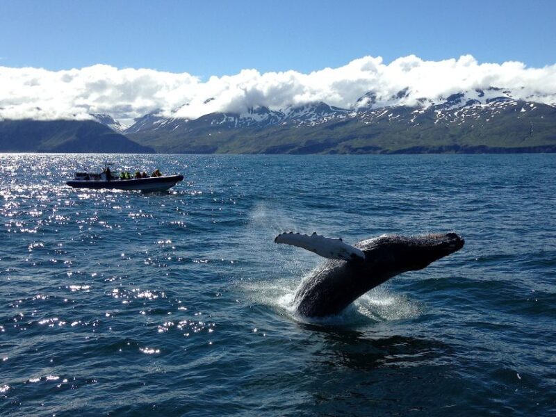 Húsavík: Original Big Whale Safari & Puffins by Speedboat - The Cost and Value of the Tour