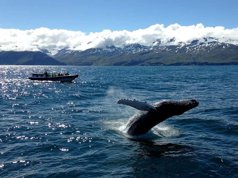 Húsavík: Original Big Whale Safari & Puffins by Speedboat - The Sum Up