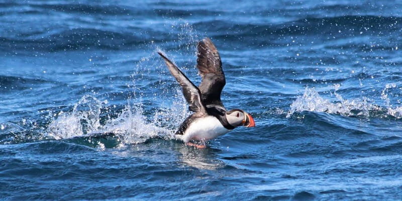 Húsavík: Original Big Whale Safari & Puffins by Speedboat - FAQ