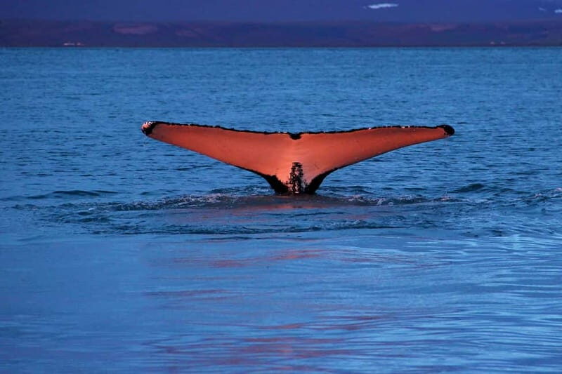 Húsavík: Traditional Whale Watching by Local Family Company - An Authentic Icelandic Adventure