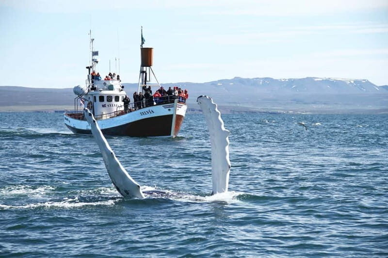 Húsavík: Traditional Whale Watching by Local Family Company - Wildlife & Sightings: The Heart of the Experience