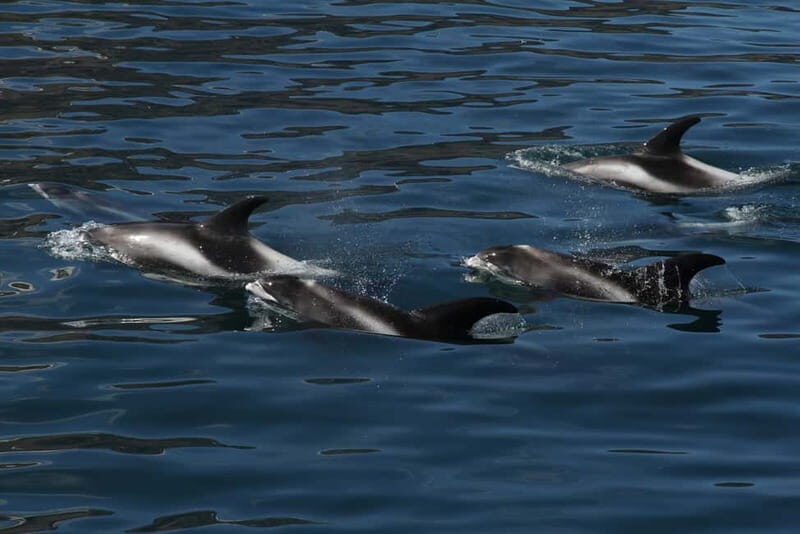 Húsavík: Traditional Whale Watching by Local Family Company - Value for Money