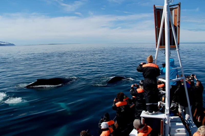 Húsavík: Traditional Whale Watching by Local Family Company - Practical Tips for Travelers