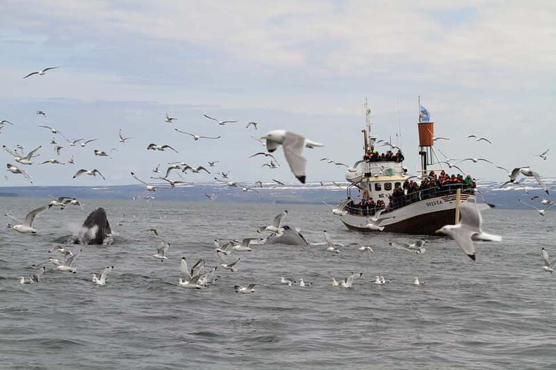 Húsavík: Traditional Whale Watching by Local Family Company - Authentic and Eco-Conscious