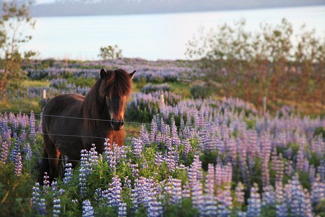 Húsavík walking tour - A Practical Introduction to Iceland’s Oldest Settlement
