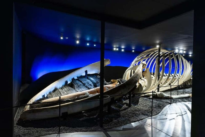 Húsavík: Whale Museum Entry Ticket - An Authentic Encounter with Iceland’s Marine World
