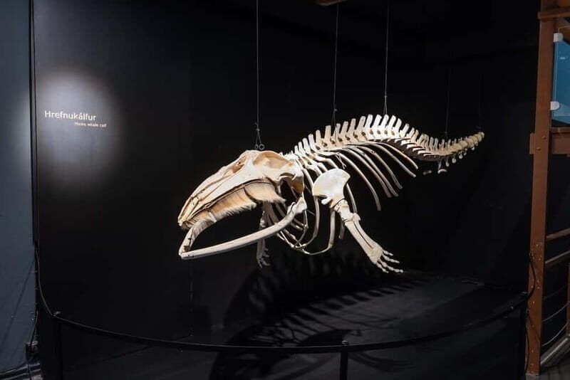 Húsavík: Whale Museum Entry Ticket - Final Thoughts