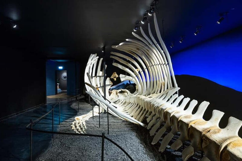 Húsavík: Whale Museum Entry Ticket - FAQs