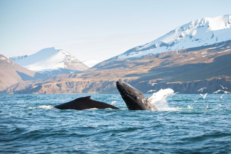 Húsavík: Whale-Watching Cruise and Puffins Guided Tour - An In-Depth Look at the Húsavík Whale & Puffin Tour