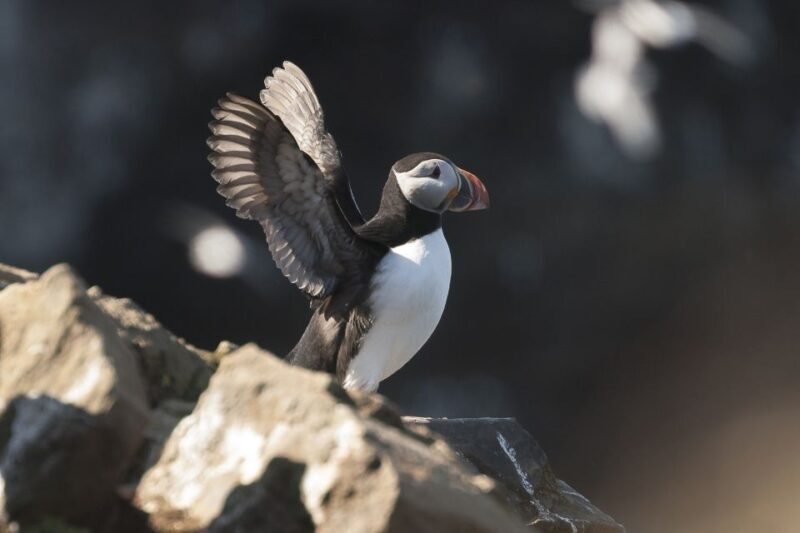Húsavík: Whale-Watching Cruise and Puffins Guided Tour - Final Thoughts