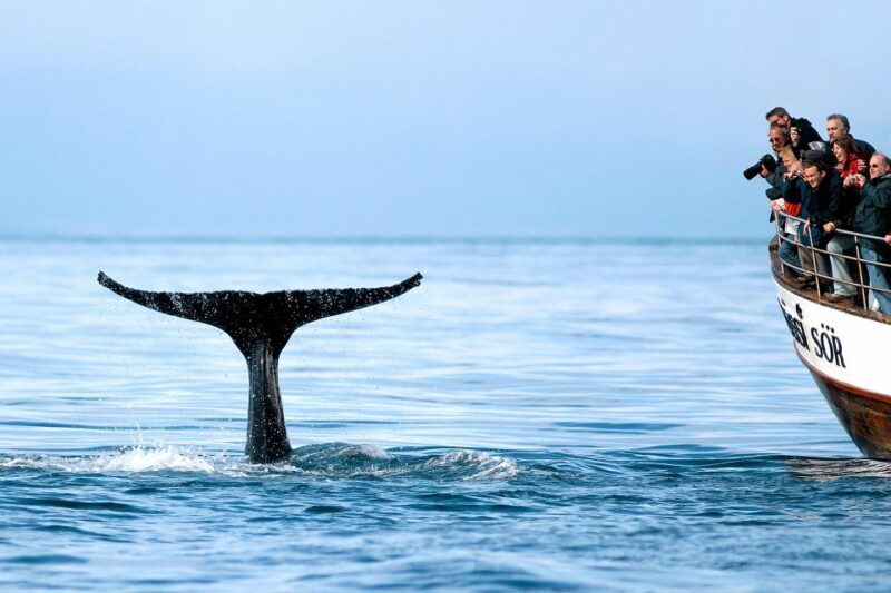 Husavik: Whale Watching on a Carbon Neutral Oak Boat - Key Points