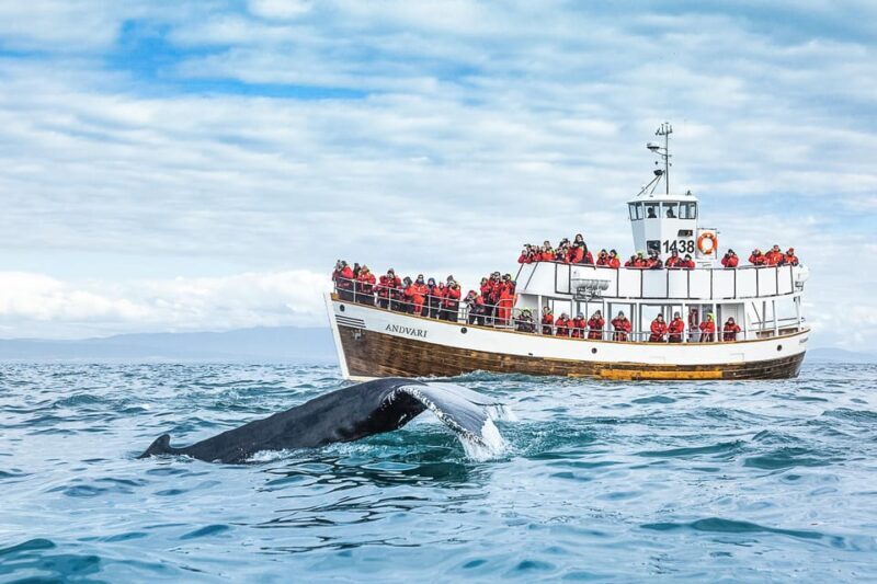 Husavik: Whale Watching on a Carbon Neutral Oak Boat - Setting the Scene: What to Expect on the Tour