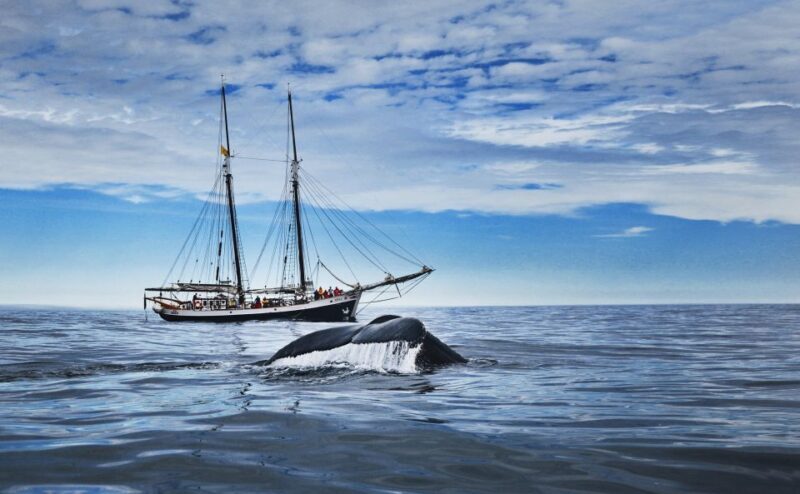 Husavik: Whale Watching on a Carbon Neutral Oak Boat - Why This Tour Stands Out