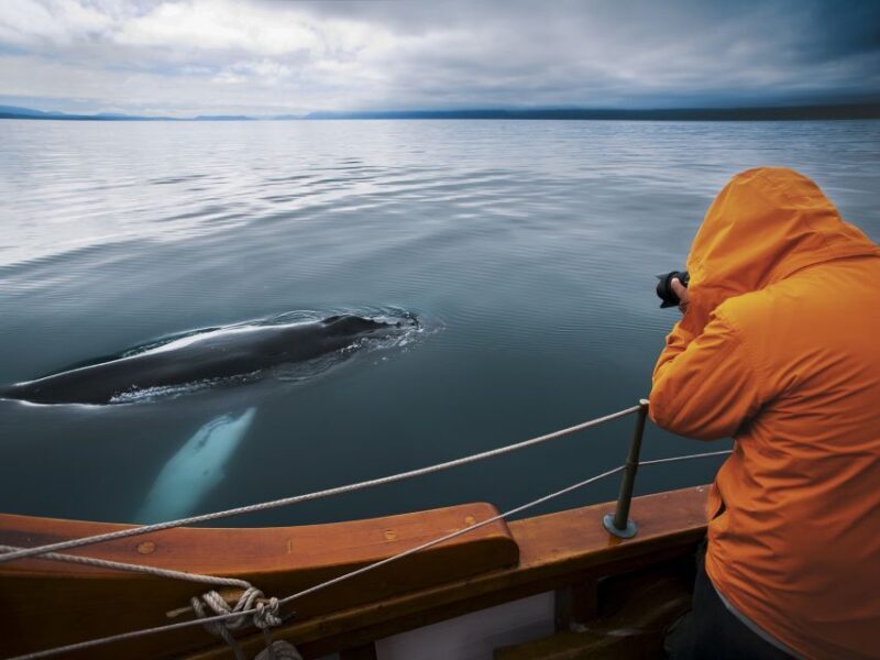 Husavik: Whale Watching on a Carbon Neutral Oak Boat - Who Will Love This Tour?
