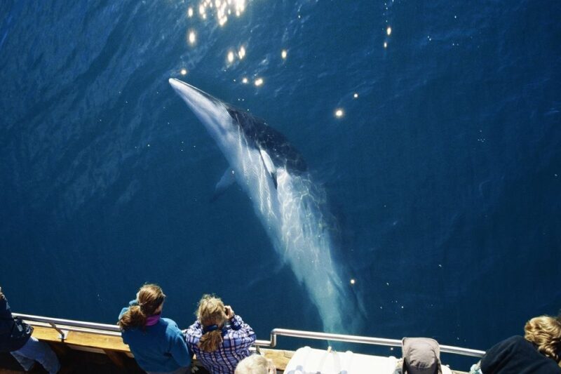 Husavik: Whale Watching on a Carbon Neutral Oak Boat - Final Thoughts