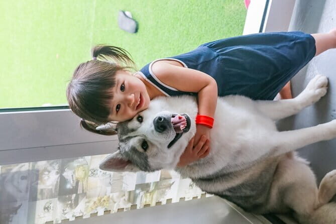 Huskitory Connecting People and Dogs - Who Should Consider This Experience?