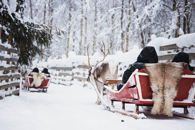 Husky and Reindeer Experience - Final Thoughts