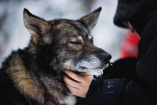 Husky and Reindeer Experience - FAQ