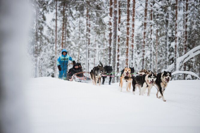 Husky and Reindeer Experience - Final Word