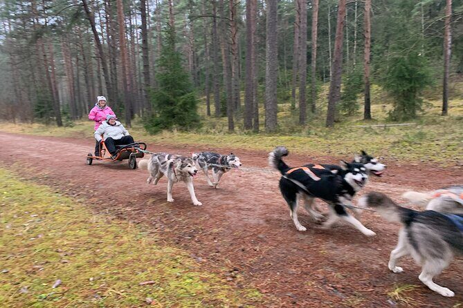 Husky dog sled/bike kart ride in Latvia ~ 3h group tour from Riga - Key Points