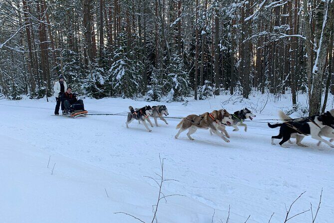 Husky dog sled/bike kart ride in Latvia ~ 3h group tour from Riga - Authenticity and Reviews
