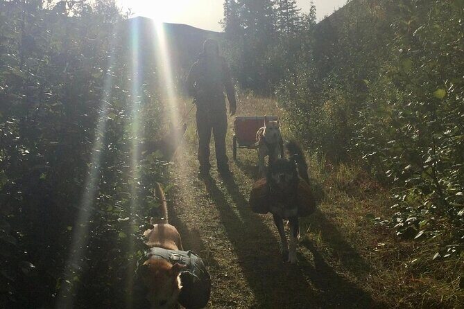 Husky Hike and Forest Adventure - Key Points