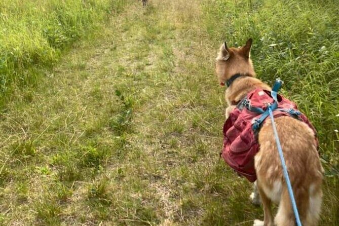 Husky Hike and Forest Adventure - An In-Depth Look at the Husky Hike and Forest Adventure