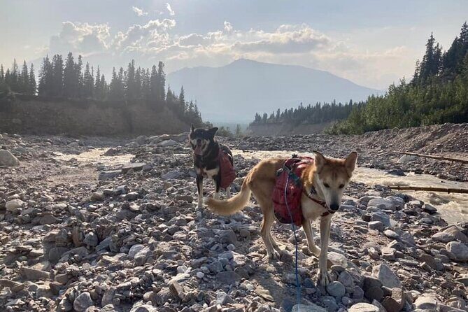 Husky Hike and Forest Adventure - FAQs