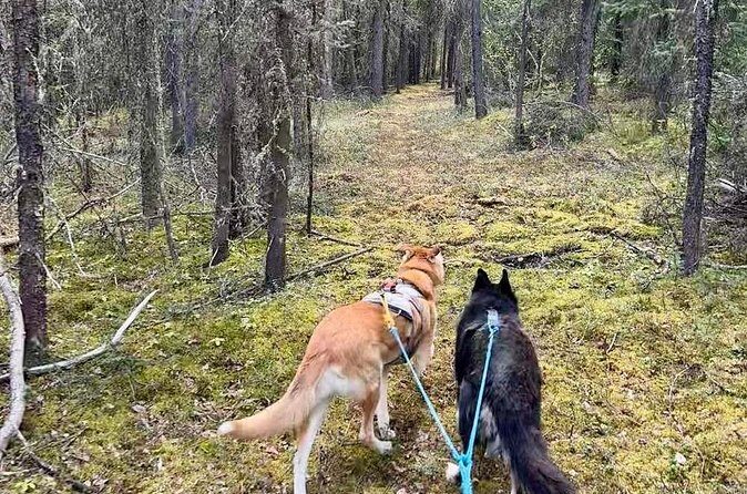 Husky Hike and Forest Adventure - Final Thoughts