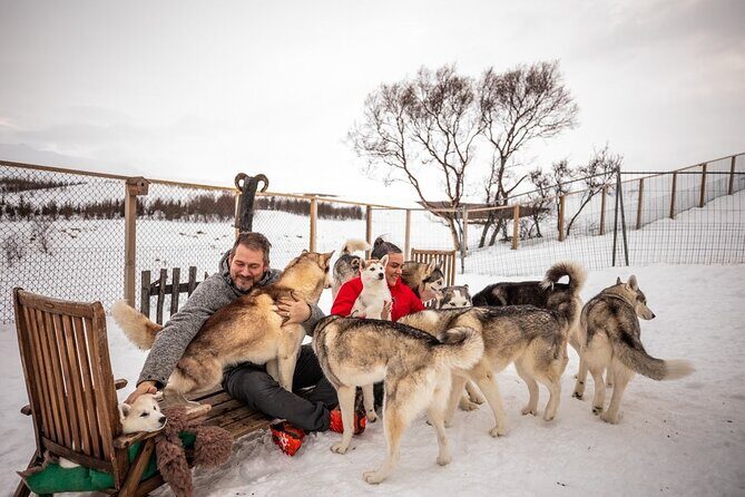 Husky Petting in Akureyri (private) - Who Will Love This Experience?