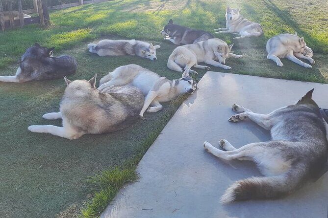 Husky Petting in Akureyri (private) - Key Points