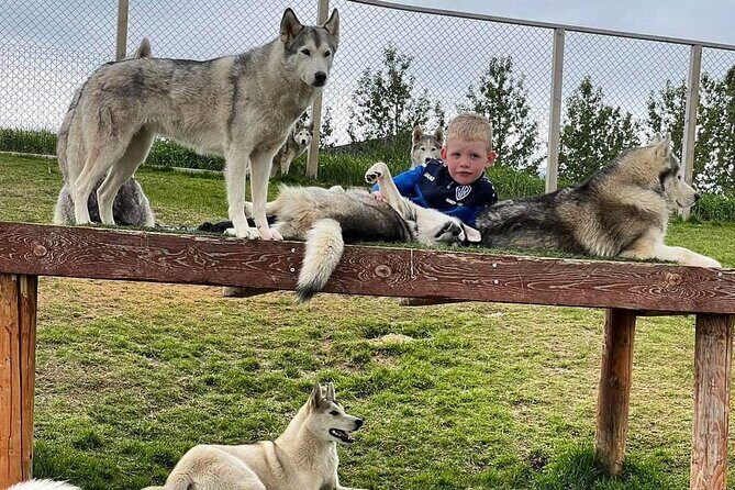 Husky Petting in Akureyri (private) - Final Thoughts: Who Should Consider This Tour?