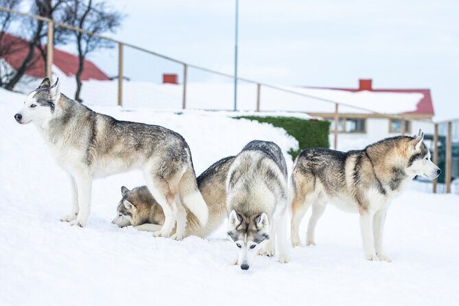Husky Petting in Akureyri (private) - FAQs