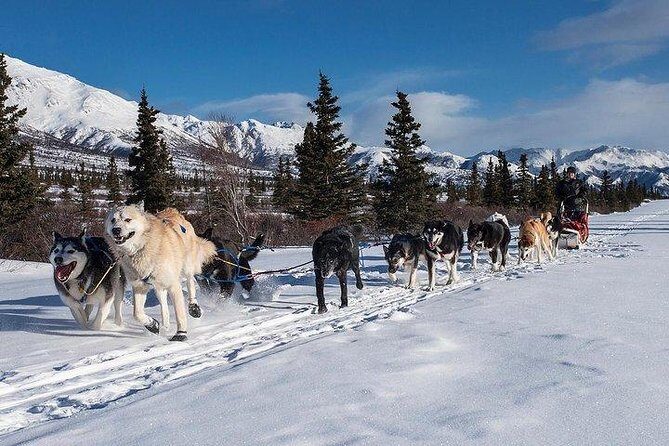 Husky Ride Private Tour from Krakow - A Detailed Look at the Experience
