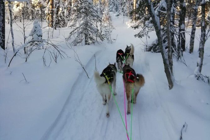 Husky safari - Key Points