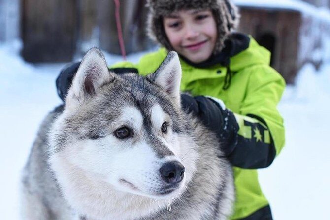 Husky Safari from Levi 2 KM or 5 KM with Husky Sledge Ride - What to Expect: The Itinerary and Highlights