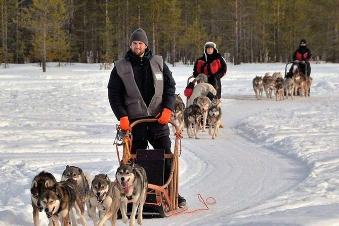 Husky Safari from Levi 2 KM or 5 KM with Husky Sledge Ride - Is the Price Worth It?