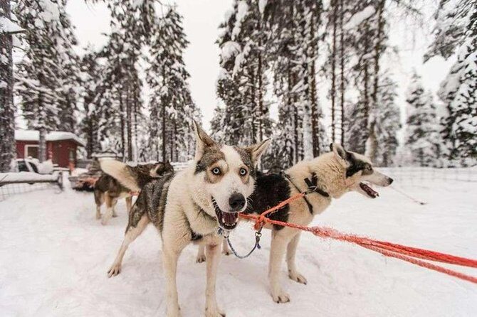 Husky Safari from Levi 2 KM or 5 KM with Husky Sledge Ride - Authenticity, Safety, and Animal Care