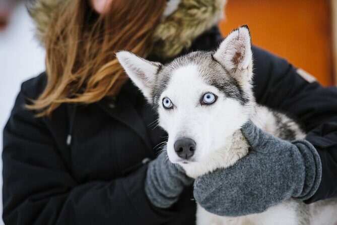 Husky Safari from Levi 2 KM or 5 KM with Husky Sledge Ride - What the Reviews Say