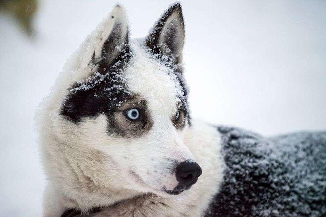 Husky Safari from Rovaniemi Including a Husky Sled Ride - What to Expect on the Tour