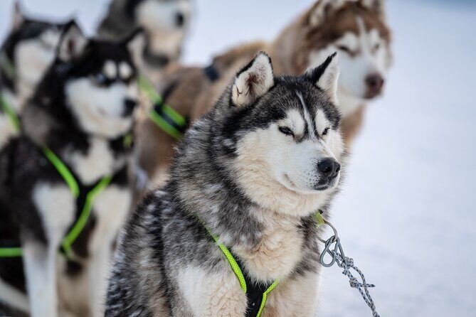 Husky Sledding Self-driving in Rovaniemi - Key Points