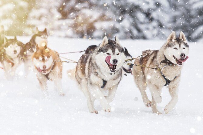 Husky Sledding Self-driving in Rovaniemi - Final thoughts: Who is this tour perfect for?