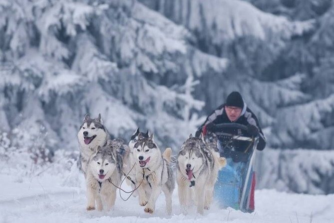 Husky Sleigh Rides experience - What Is a Husky Sleigh Ride in Brasov?