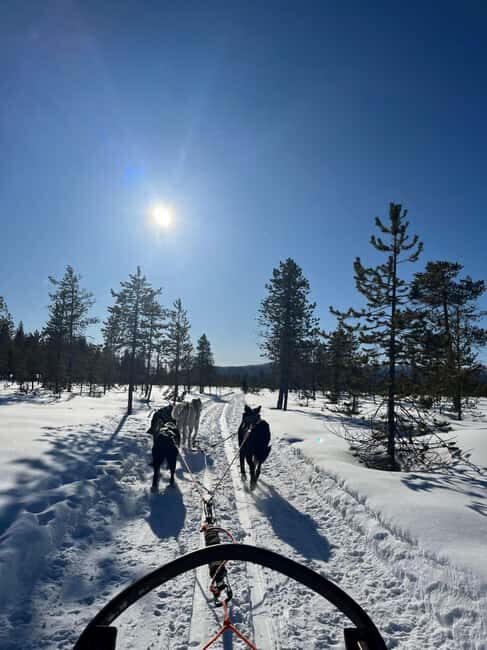 Husky Tour Experience in Levi - Key Points