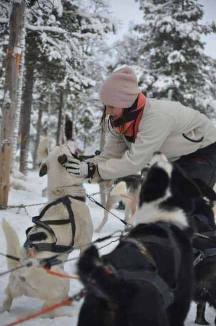 Husky Tour Experience in Levi - What Makes This Tour Stand Out