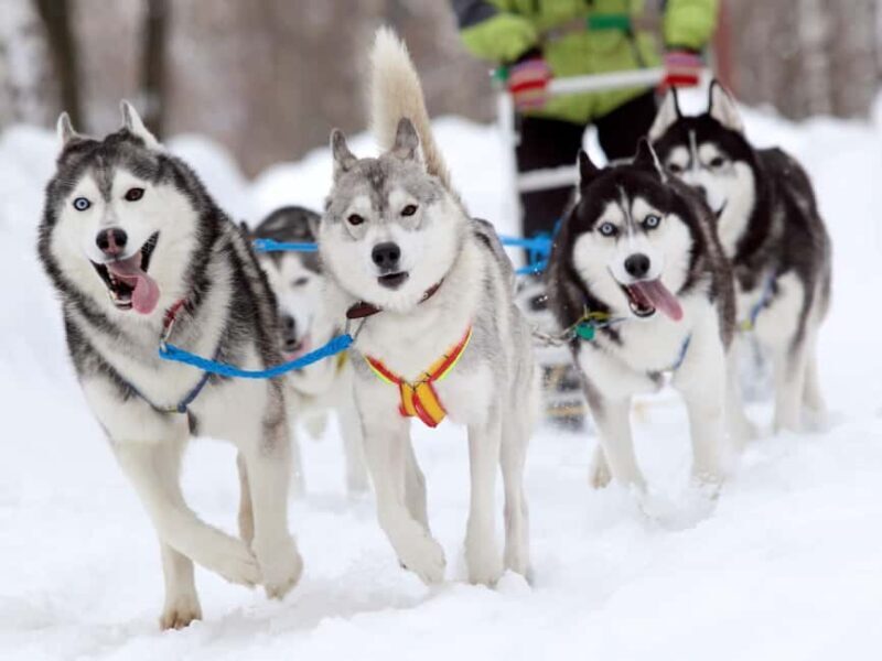Husky Tour Experience in Levi - Post-Ride Comfort and Cultural Touches